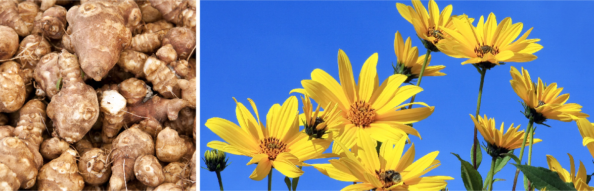 Topinambour, Helianthus tuberosus – Forêt nourricière