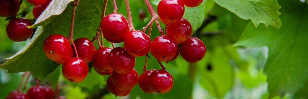 Viorne trilobée, Viburnum trilobum – Forêt nourricière